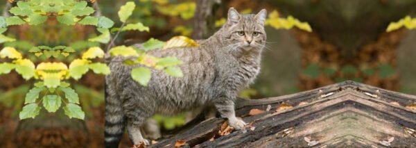 Pisica Sălbatică - Moara de Vânt